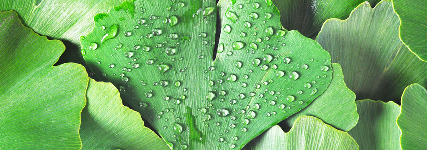 Natural ways to improve Focus & Memory - Australian NaturalCare ...