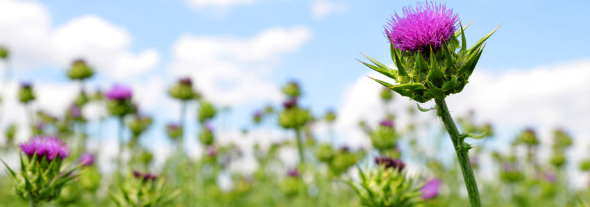 Milk Thistle Uses & Benefits - Australian NaturalCare | Australian ...