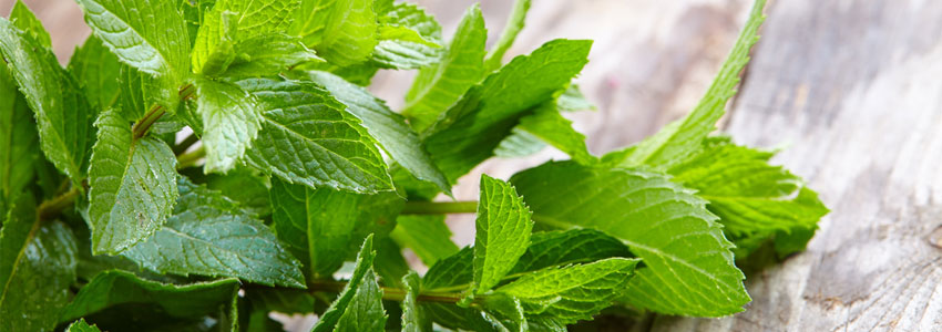 Herb of the Month - Peppermint! - Australian NaturalCare | Australian ...