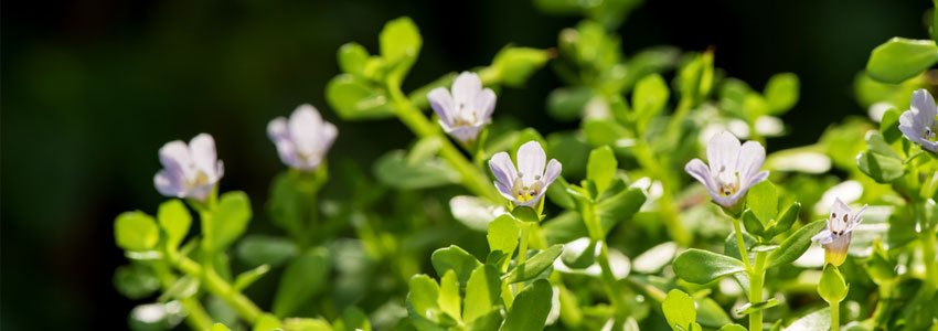 Herb of The Month - Bacopa - Australian NaturalCare | Australian ...