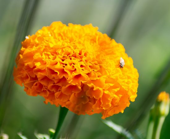 Herb of the Month - African Marigold - Australian NaturalCare ...