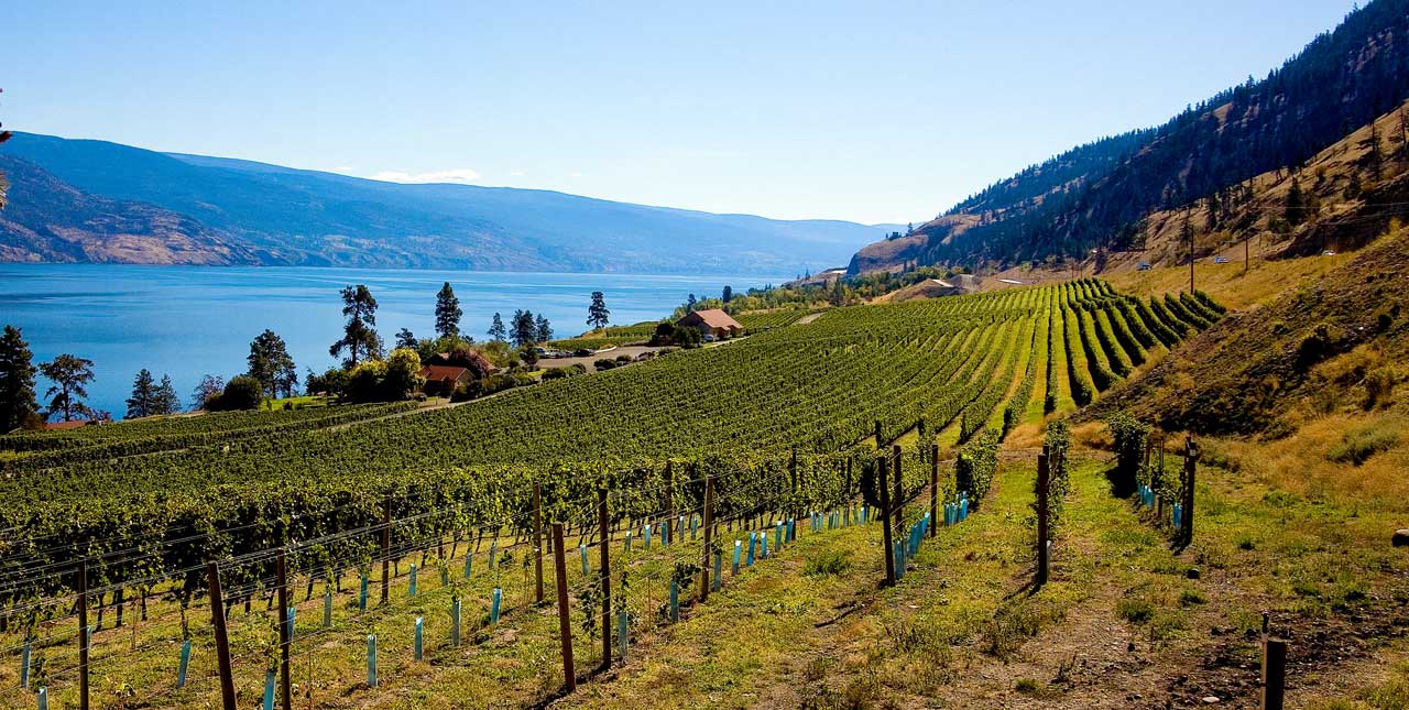 Hitting Home: The Future of B.C. Wine in the Face of Global Crises ...