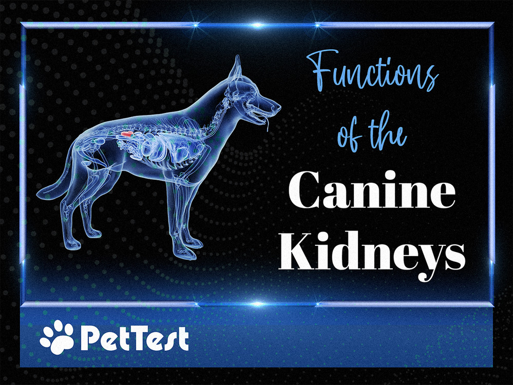 Functions of the Canine Kidneys - PetTest by Advocate