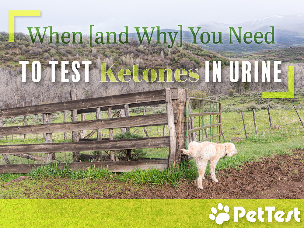 When and Why You Need To Test for Ketones in Urine - PetTest by Advocate