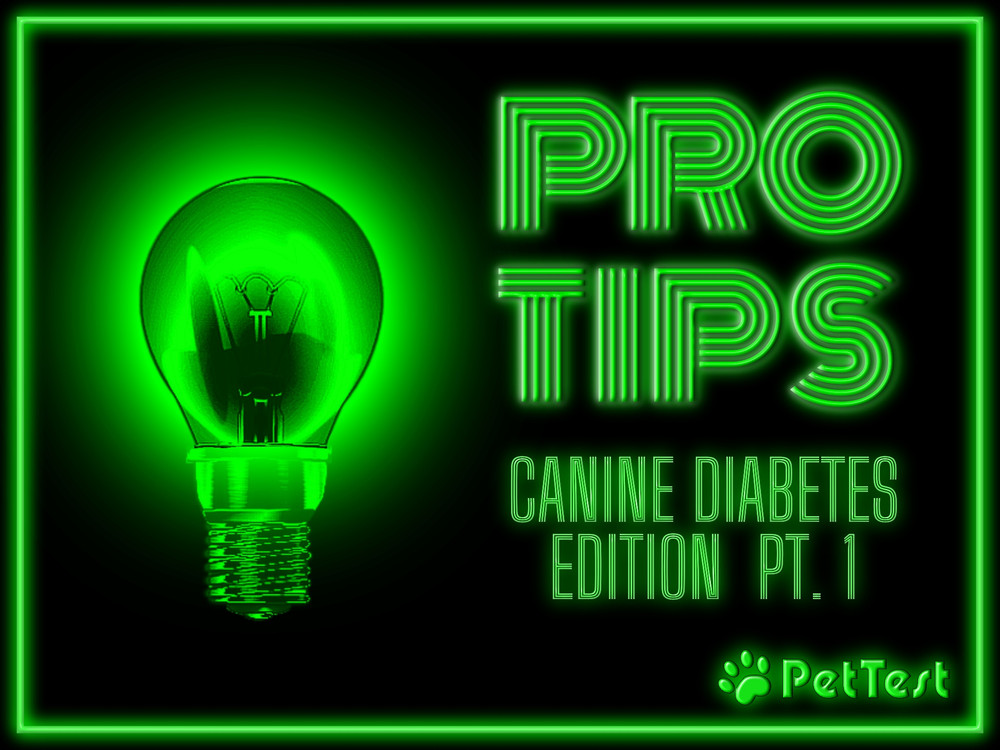 Pro Tips: Canine Diabetes Edition Pt. 1 - PetTest by Advocate