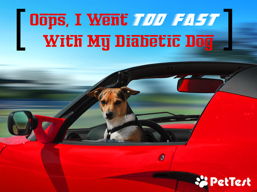 Oops, I Went Too Fast With My Diabetic Dog - PetTest by Advocate