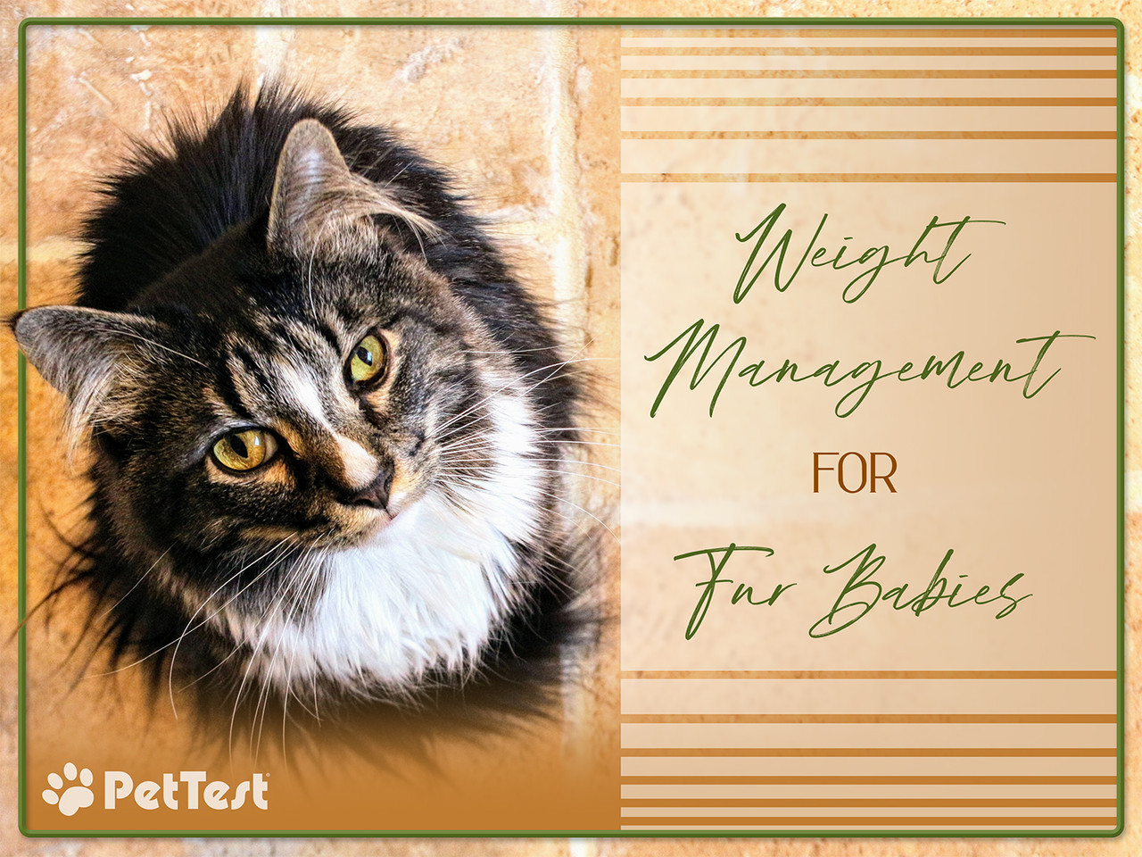 Weight Management for Fur Babies - PetTest by Advocate