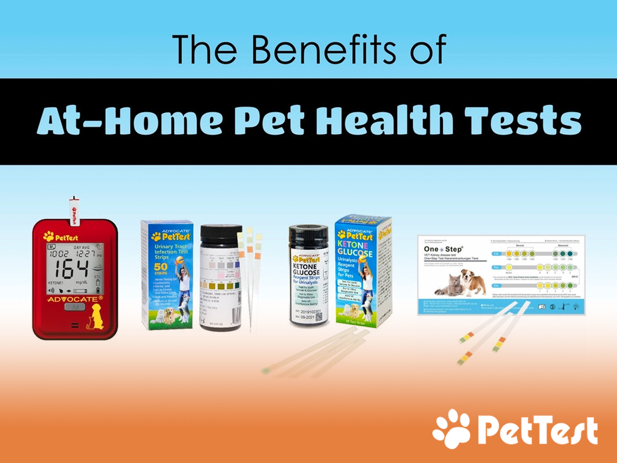 The Benefits of At-Home Pet Health Tests - PetTest by Advocate