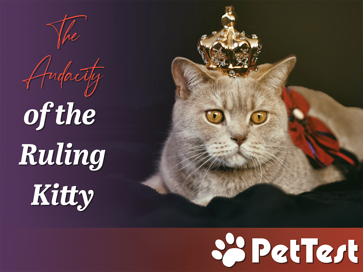 The Audacity of the Ruling Kitty - PetTest by Advocate