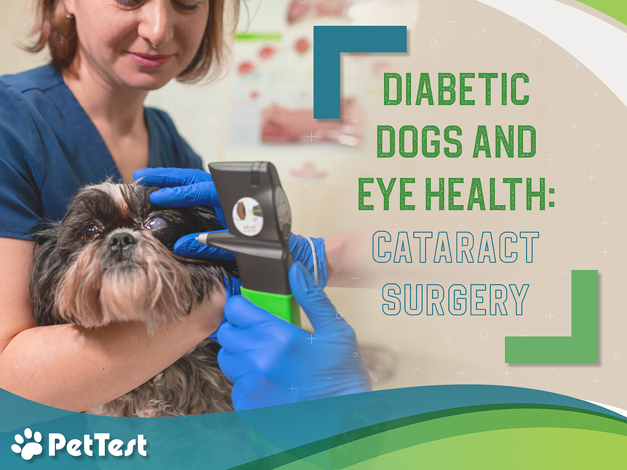 Diabetic Dogs and Eye Health: Cataract Surgery - PetTest by Advocate