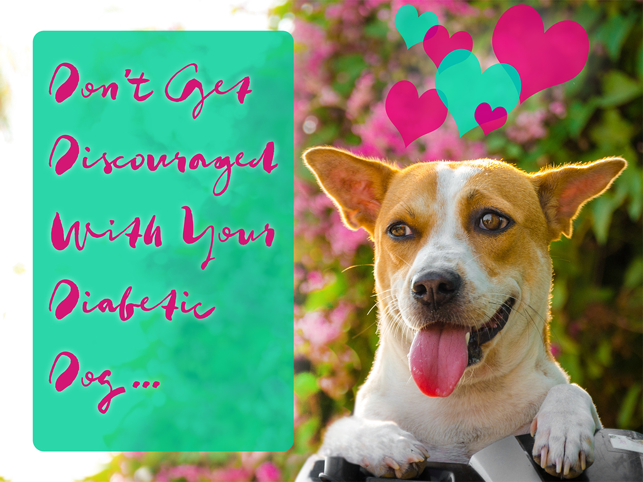Don’t Get Discouraged With Your Diabetic Dog - PetTest by Advocate