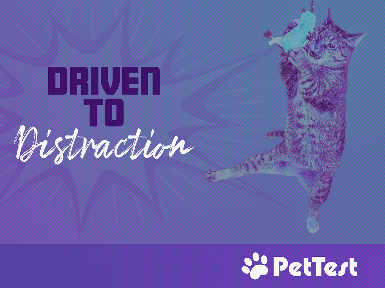 Driven to Distraction - PetTest by Advocate