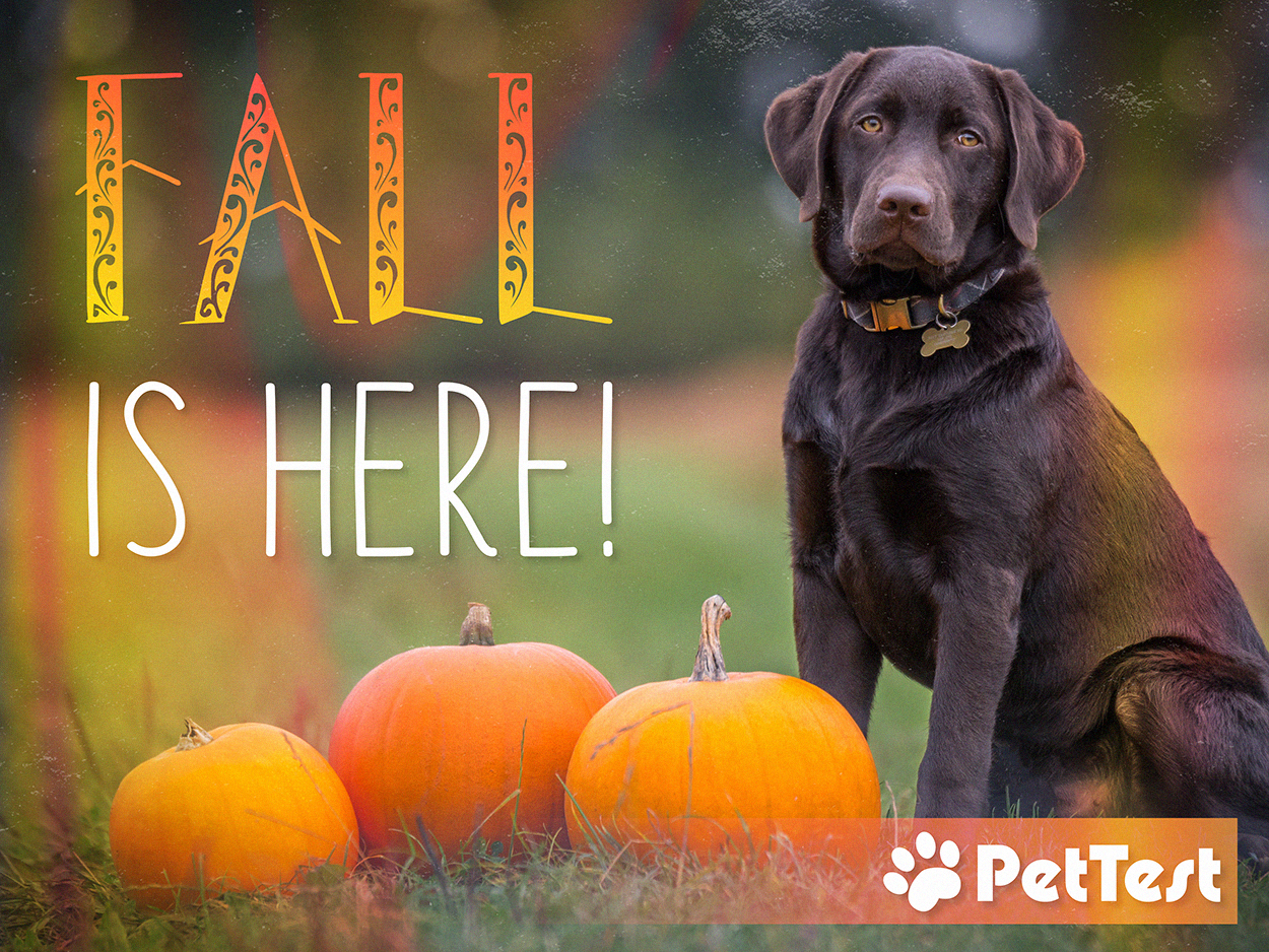 Fall is Here! - PetTest by Advocate
