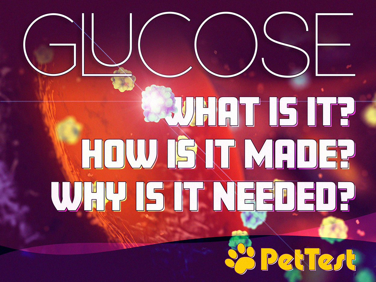 Glucose: What Is It, How It's Made and Why It's Needed - PetTest by ...