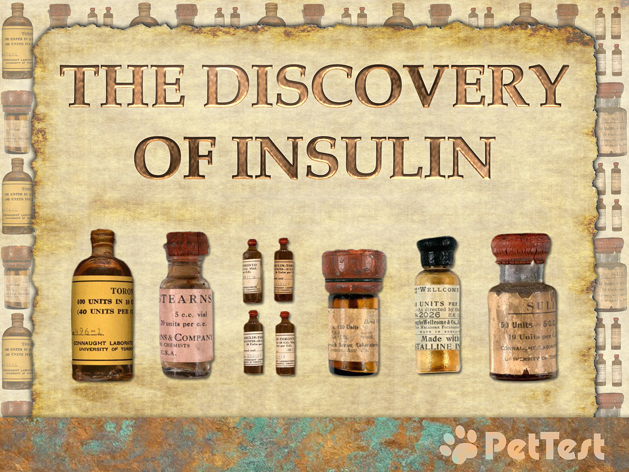 The Discovery of Insulin - PetTest by Advocate