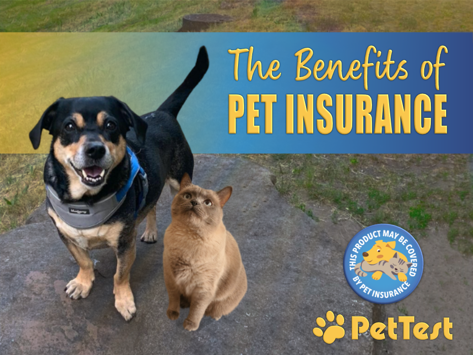 The Benefits of Pet Insurance - PetTest by Advocate