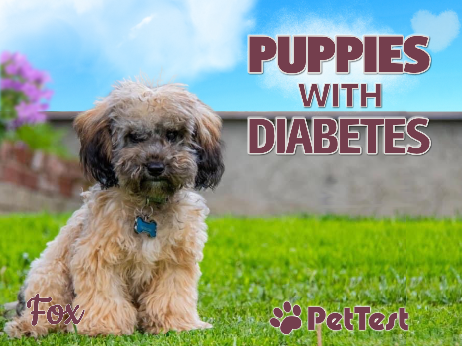 Puppies with Diabetes - PetTest by Advocate