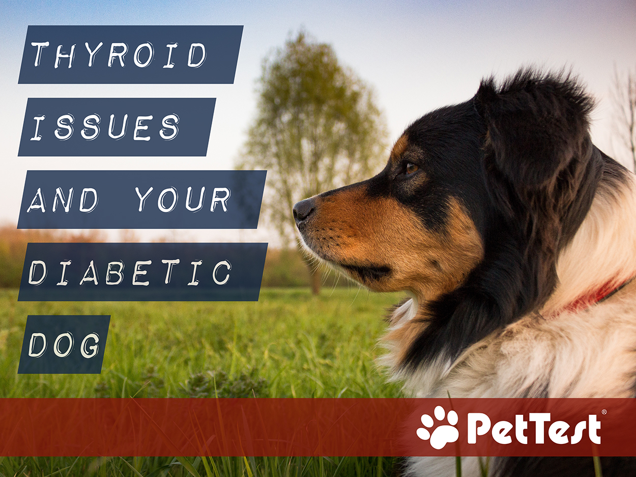 Thyroid Issues and Your Diabetic Dog - PetTest by Advocate