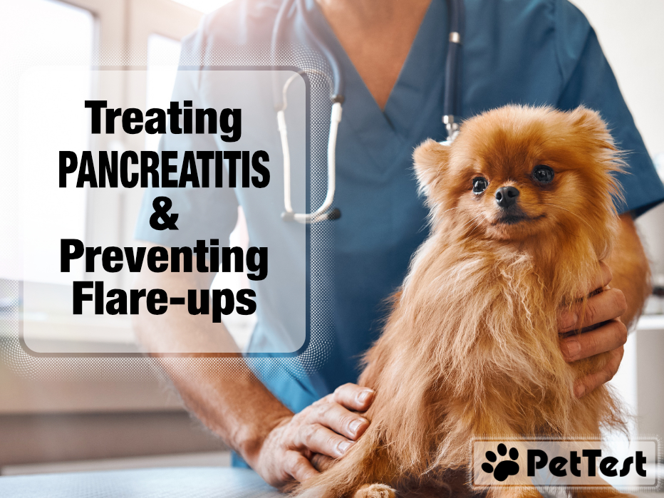Treating Pancreatitis and Preventing Flare-ups - PetTest by Advocate