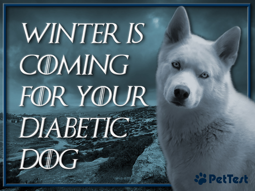 Winter Is Coming for Your Diabetic Dog - PetTest by Advocate