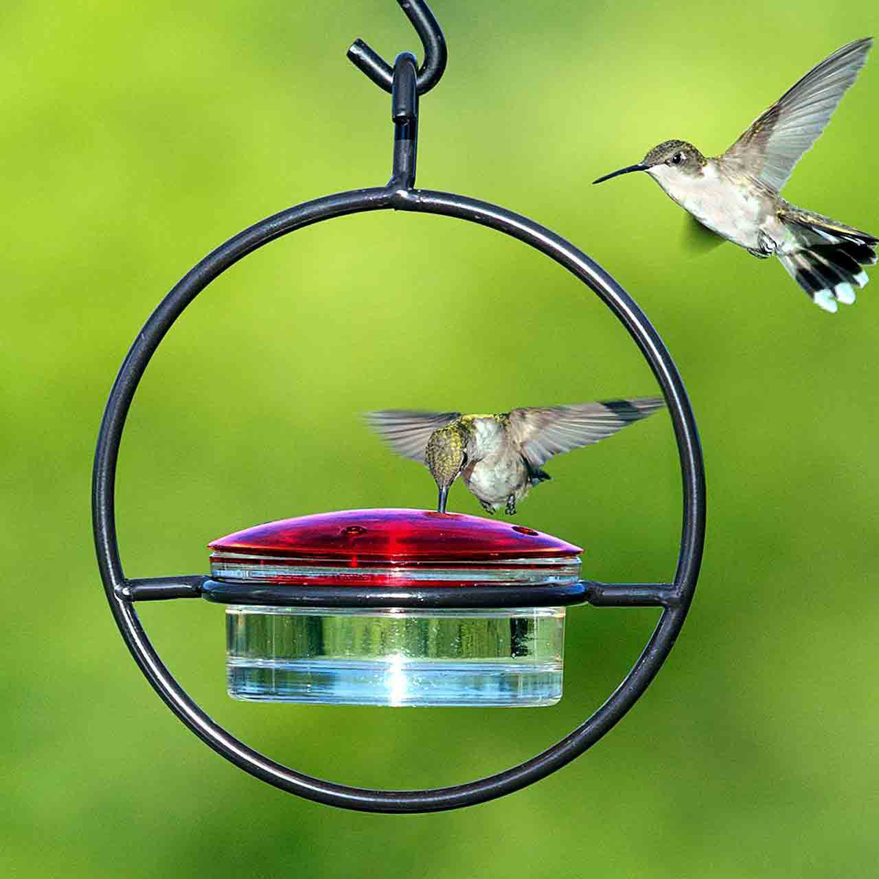 Beautiful Hummingbird Feeders When To Put Out Hummingbird Feeders In