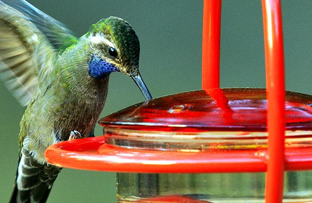 How to Make a Homemade Hummingbird Nectar Recipe - Couronne Company Retail