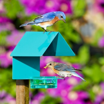 Soar into Spring with Colorful Bird Feeders! - Couronne Company Retail