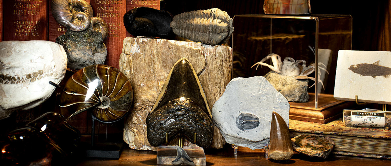 Fossils, from Ammonites to Dinosaurs | Evolution Store