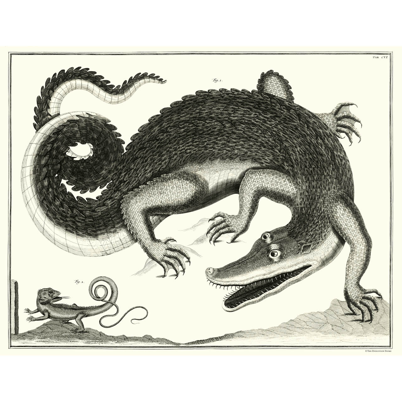 Albertus Seba Print - Vol. 3 Plate 2 | Evolution Store