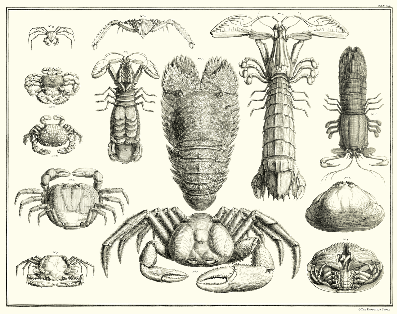 Albertus Seba Print - Vol. 3 Plate 2 | Evolution Store