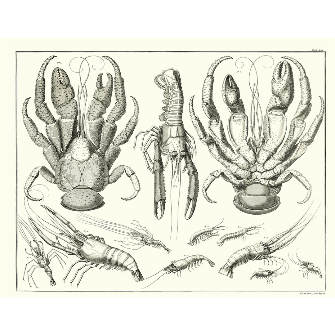 Albertus Seba Print - Vol. 3 Plate 2 | Evolution Store