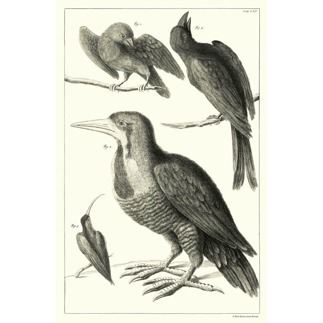 Albertus Seba Print - Vol. 1 Plate 80 | Evolution Store