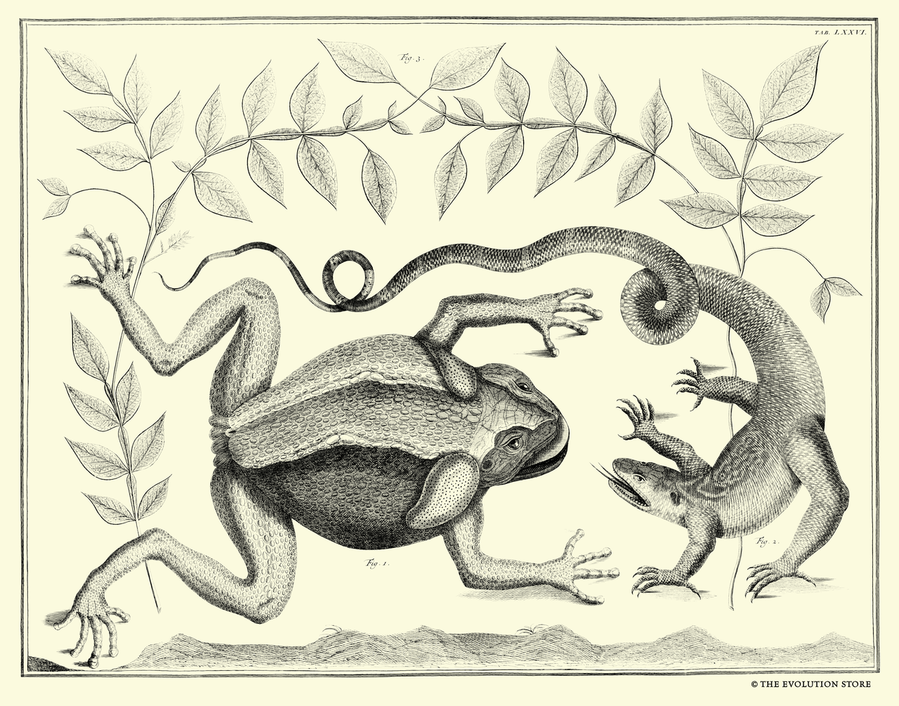 Albertus Seba Print - Vol. 1 Plate 80 | Evolution Store