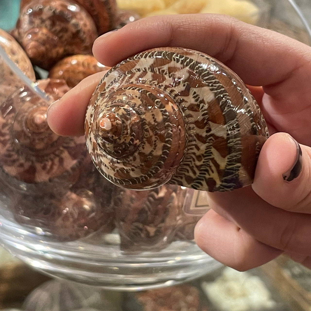 Magpie Turbo - Seashell - The Evolution Store