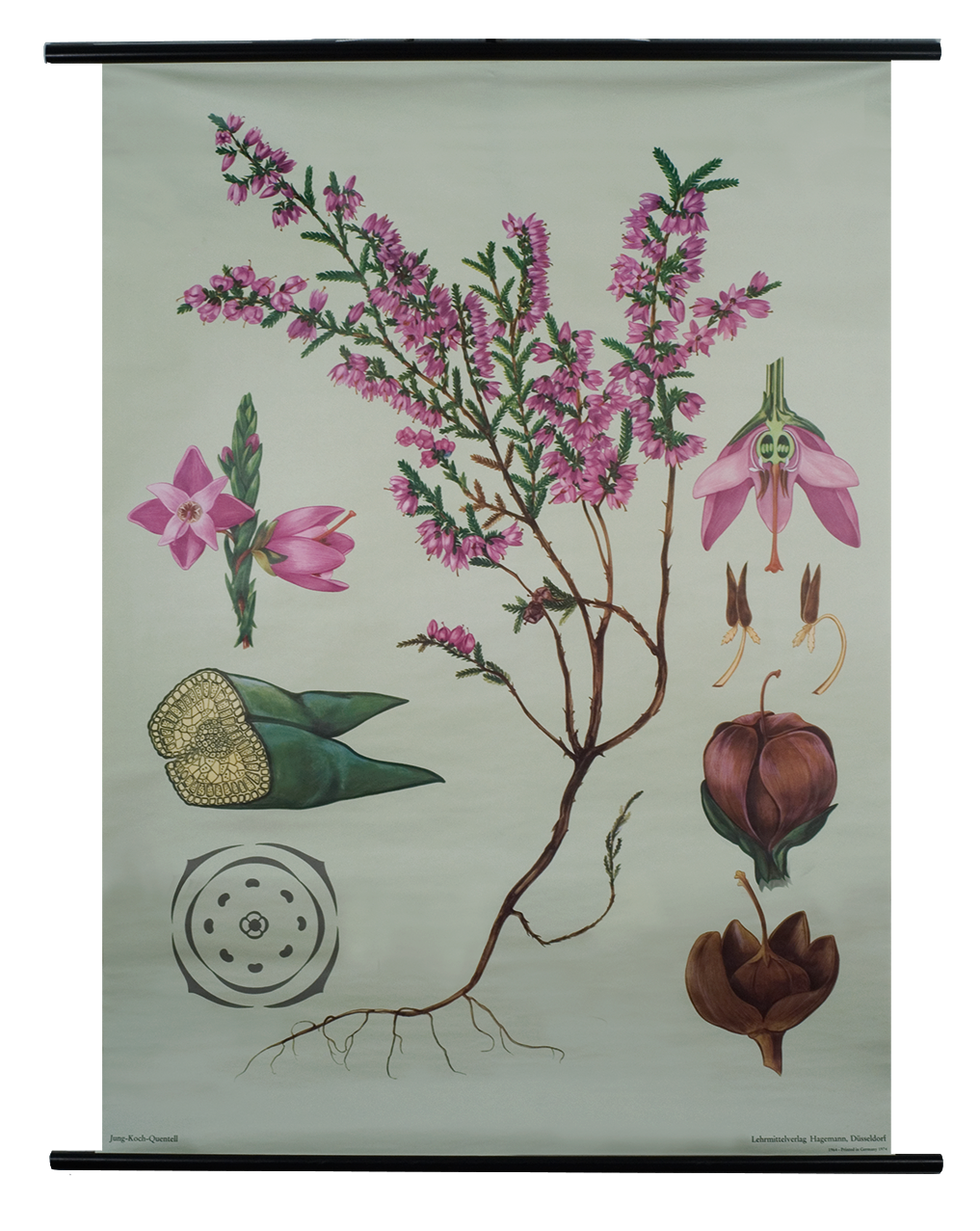 Heather Botanical Poster - The Evolution Store