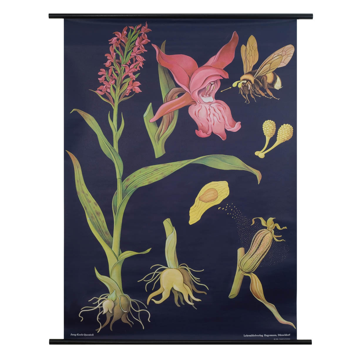 Orchid Botanical Poster - The Evolution Store