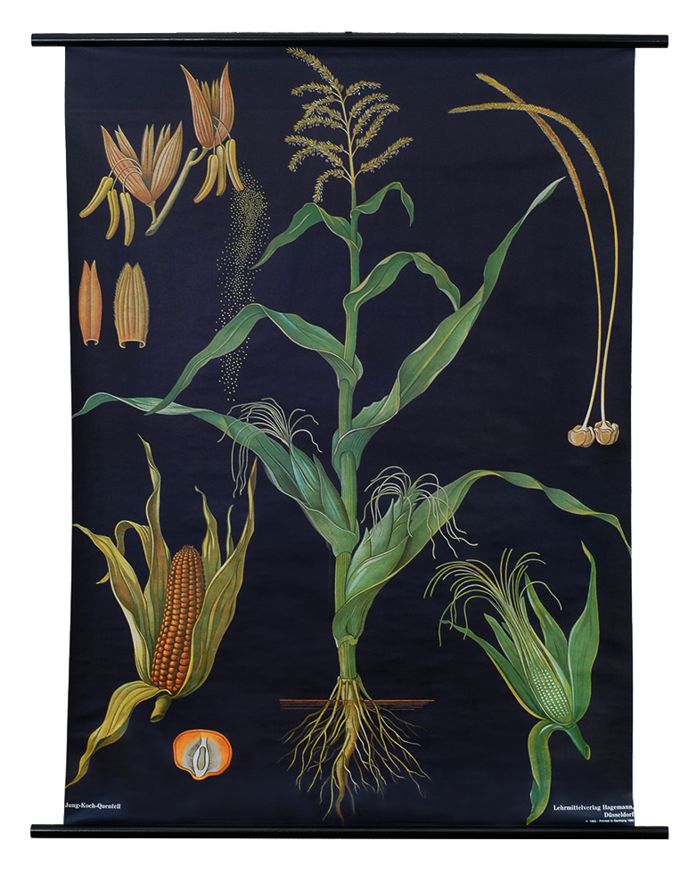 Maize Botanical Poster - The Evolution Store