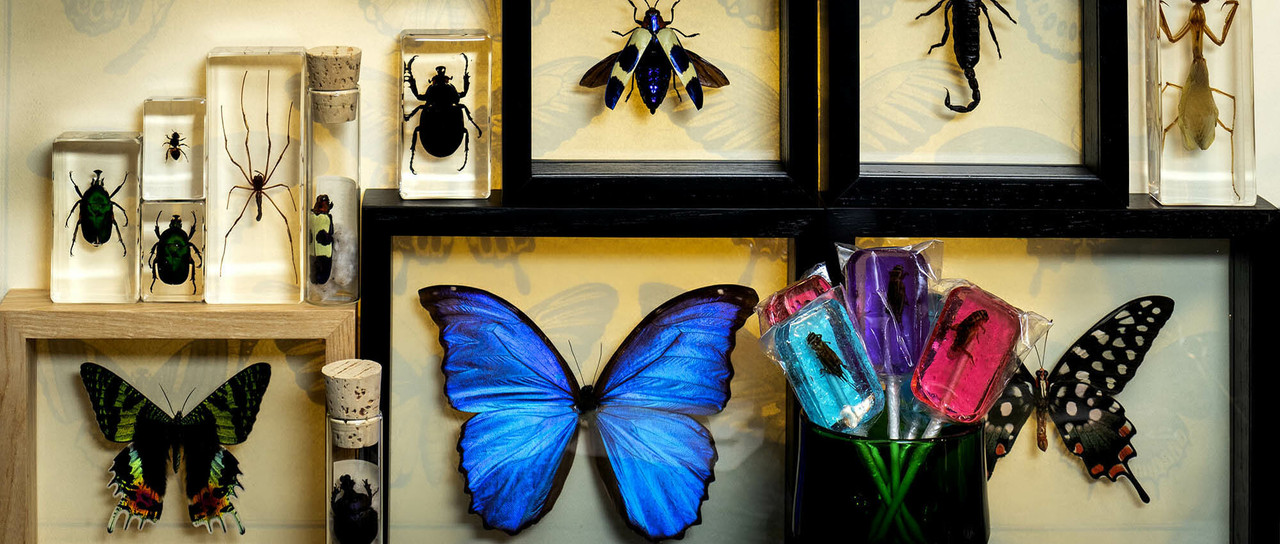 Entomology | Evolution Store