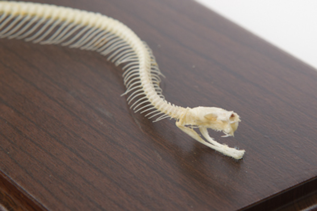 Venomous Snake Skeleton Ubicaciondepersonas cdmx gob mx venomous-snake-skeleton-ubicaciondepersonas-cdmx-gob-mx