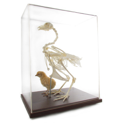 Chicken Skeleton