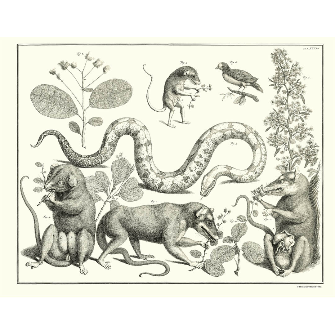 Albertus Seba Print - Vol. 1 Plate 36 | Evolution Store