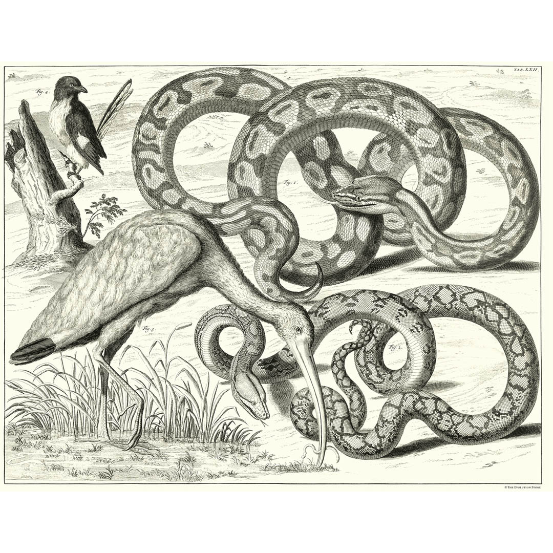 Albertus Seba Print - Vol. 1 Plate 62 | Evolution Store