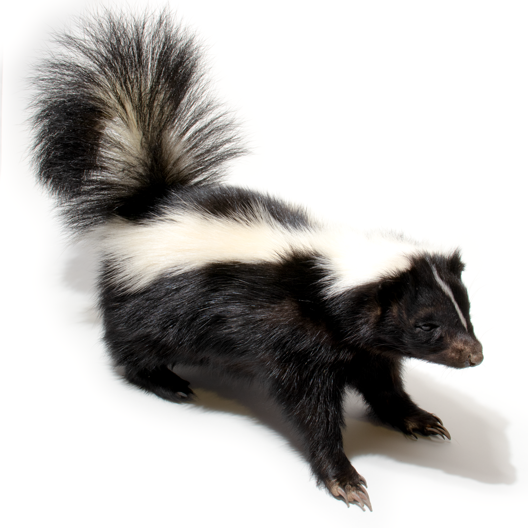 Mephitis Mephitis Skull