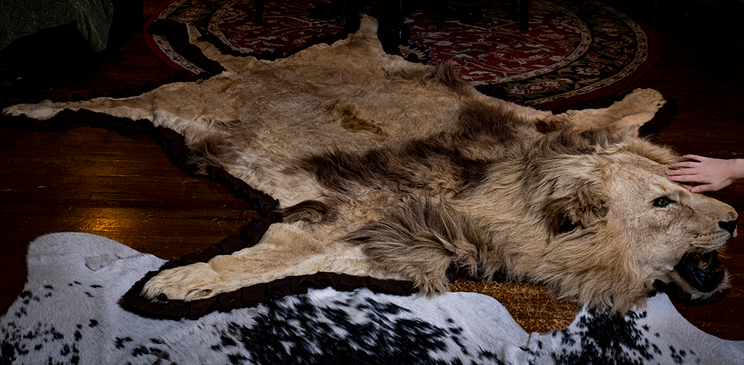Taxidermy Lion Rug | Evolution Store