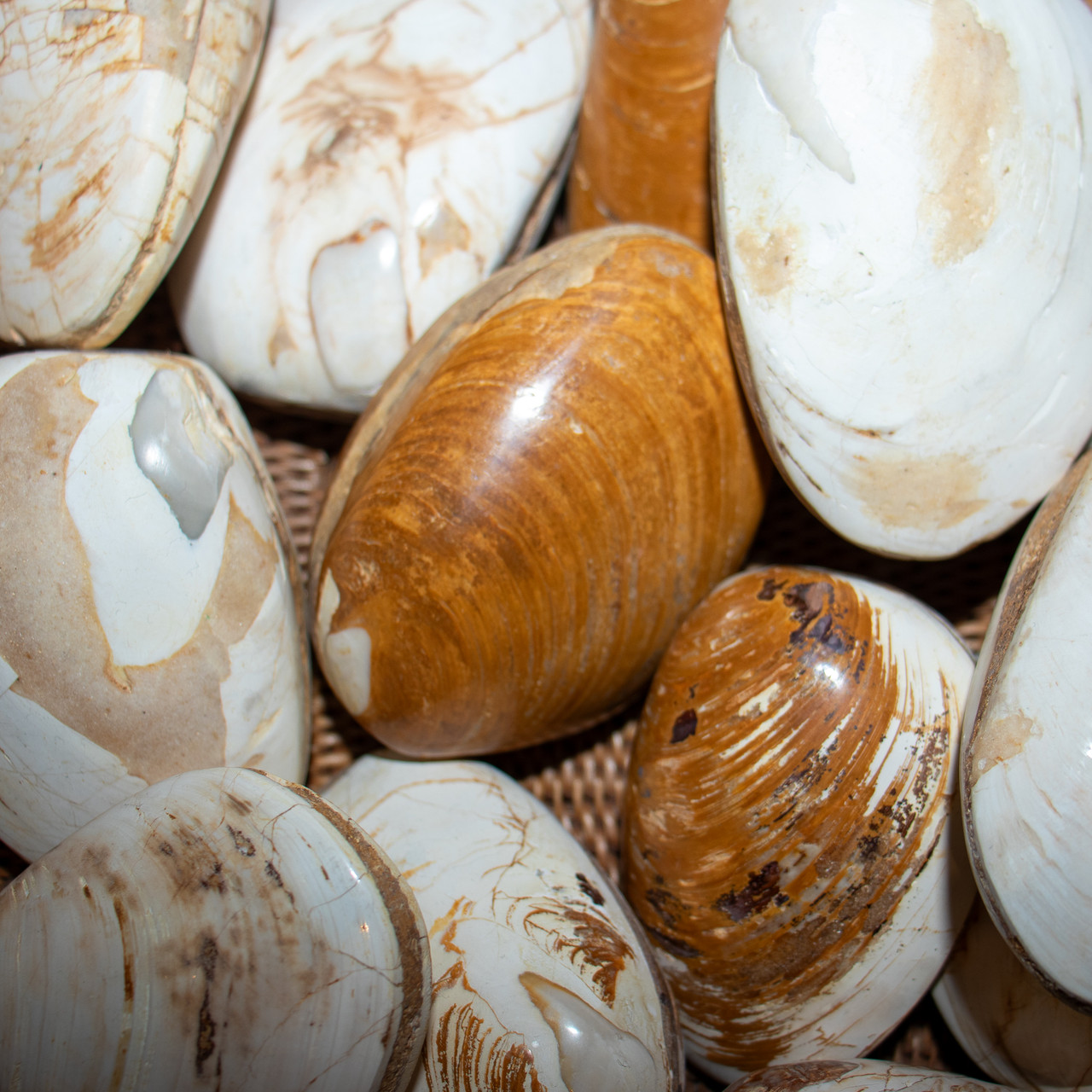 Fossil Bivalve | Evolution Store