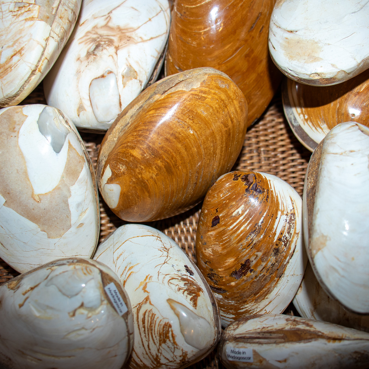Fossil Bivalve | Evolution Store