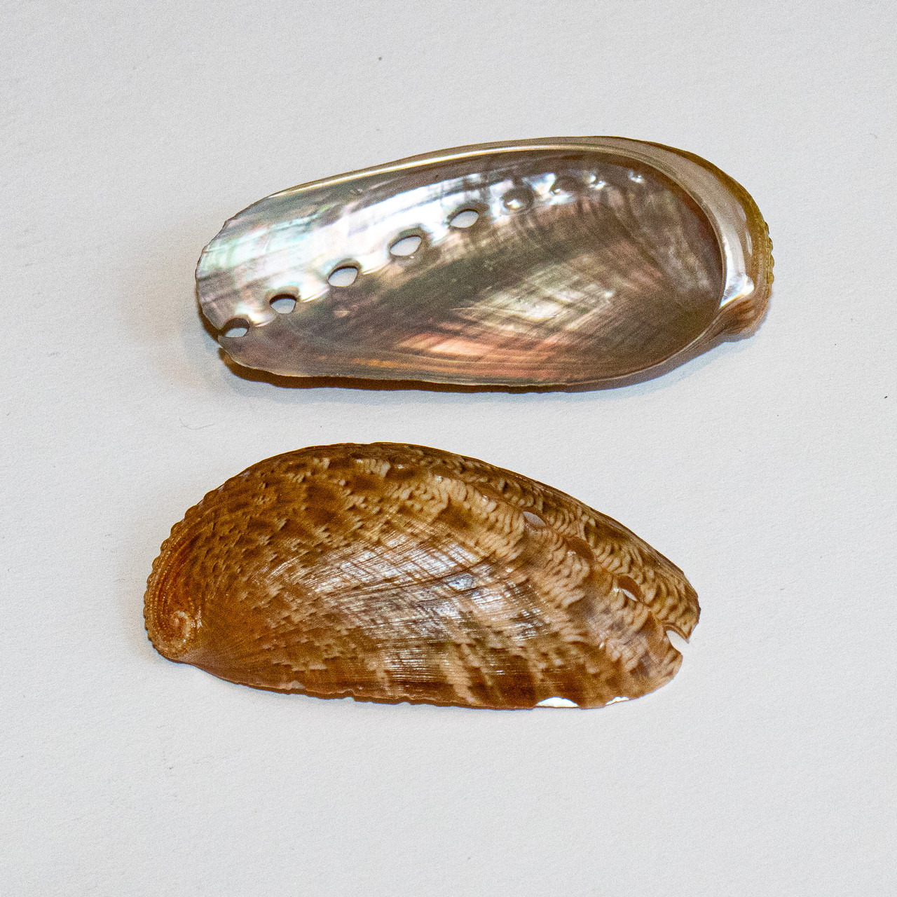 Unpolished Donkey's Ear Abalone - Seashell - The Evolution Store