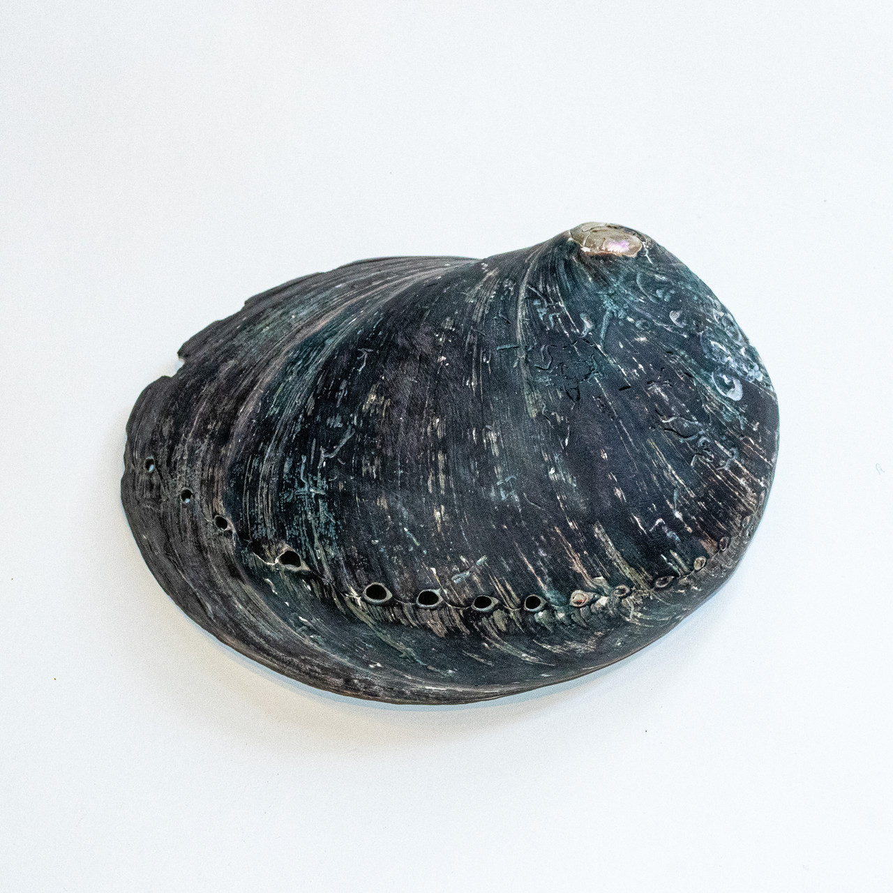 Green Abalone | Evolution Store
