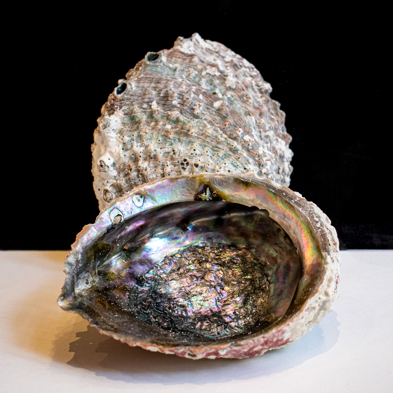 Pink Abalone Species