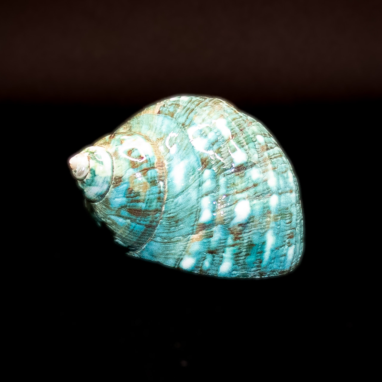Small Jade Turban - Seashell - The Evolution Store